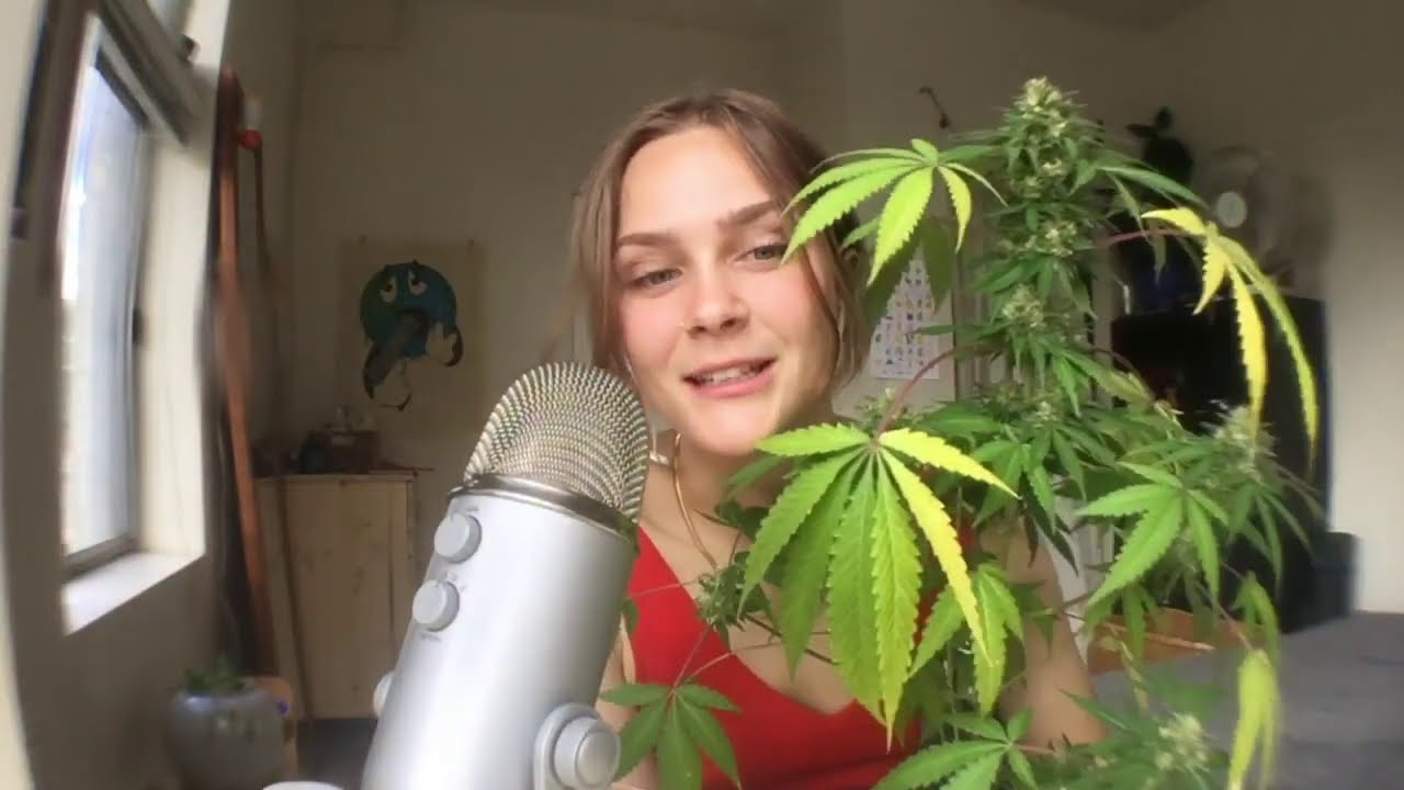 Asmr Joint Rolling Smoking Plus Meet My Weed Plant Youtube