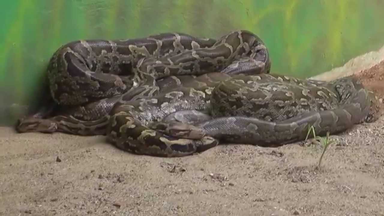 Snake Python Sleeping At a Corner. - YouTube