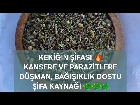 Tıbbi Kekik Şifası 🌿 Antikanser, Antiviral ve Parazit Karşıtı Etkileri Üzerine