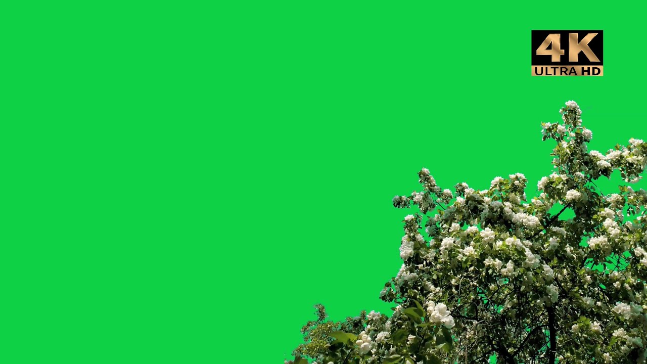 tree green screen video free download - YouTube