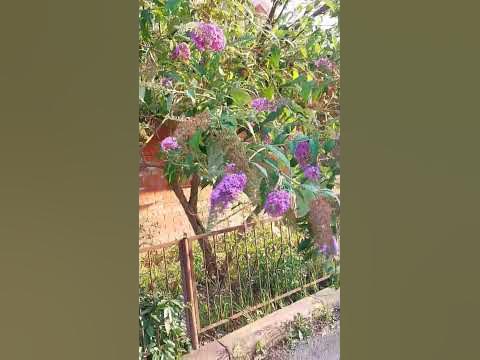 канадская сирень буддлея. #шортс #краснодар #цветы #красотавокруг - YouTube