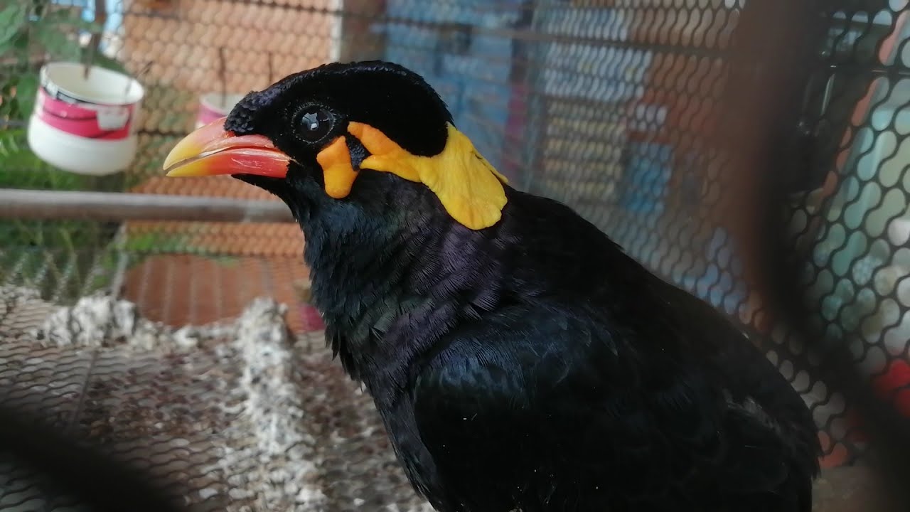Mynah bird learn talking - YouTube