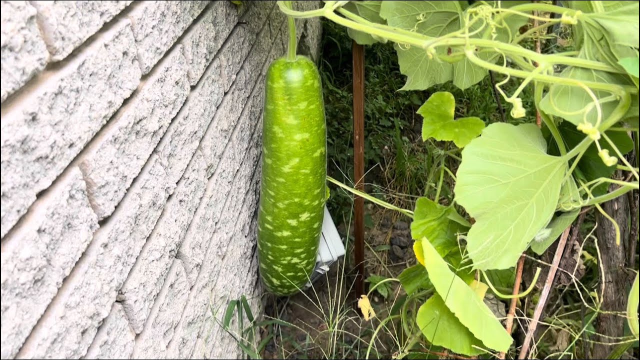 #15 Gigantic Khodu in my brother garden in Michigan!! - YouTube