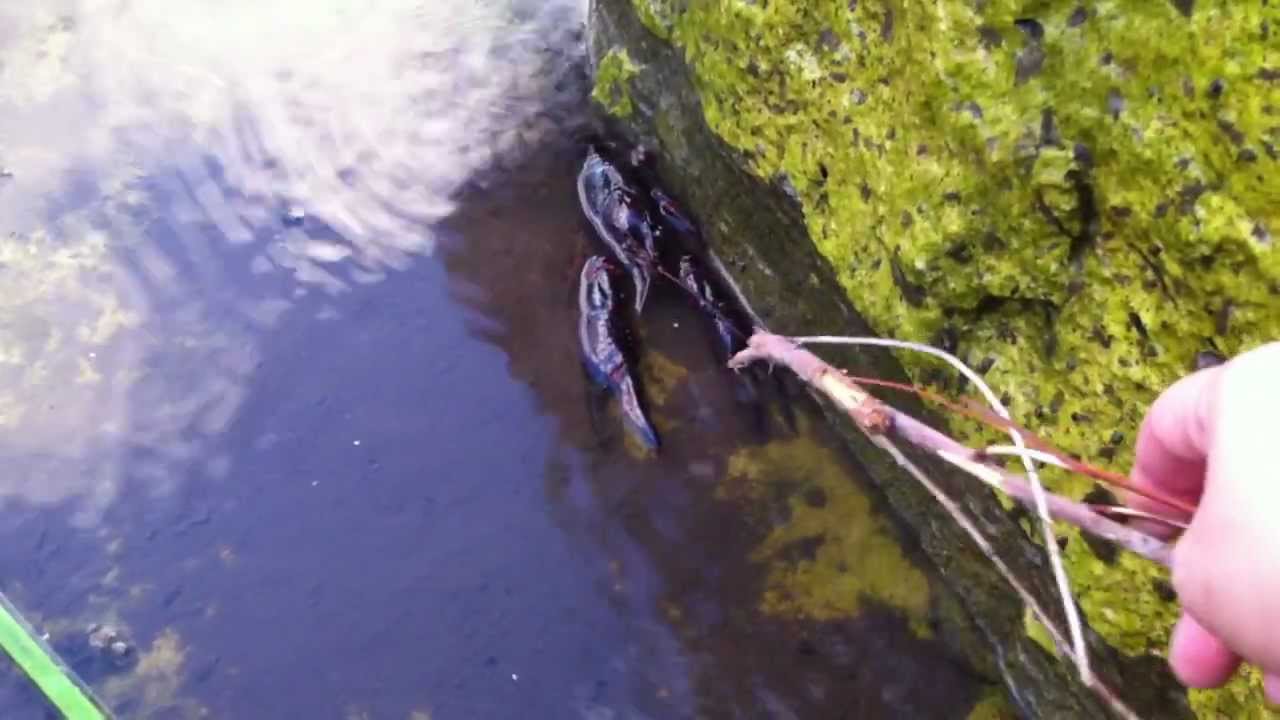 Crawfish surprise attack - YouTube