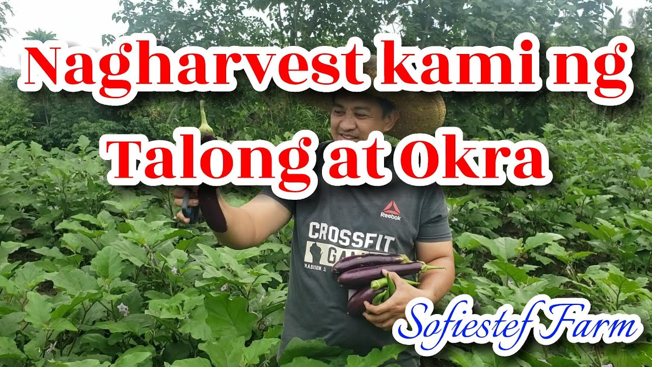 Talong Harvest - YouTube