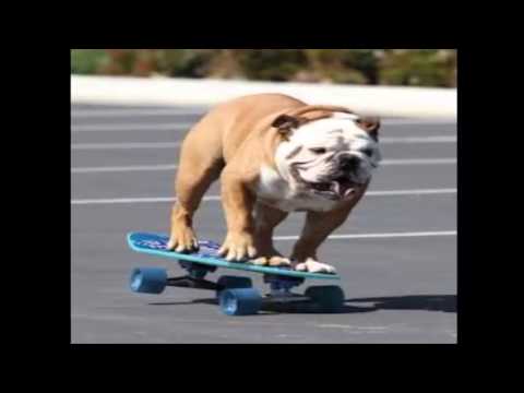 KAYKAYLA KAYAN ÇILGIN KÖPEK