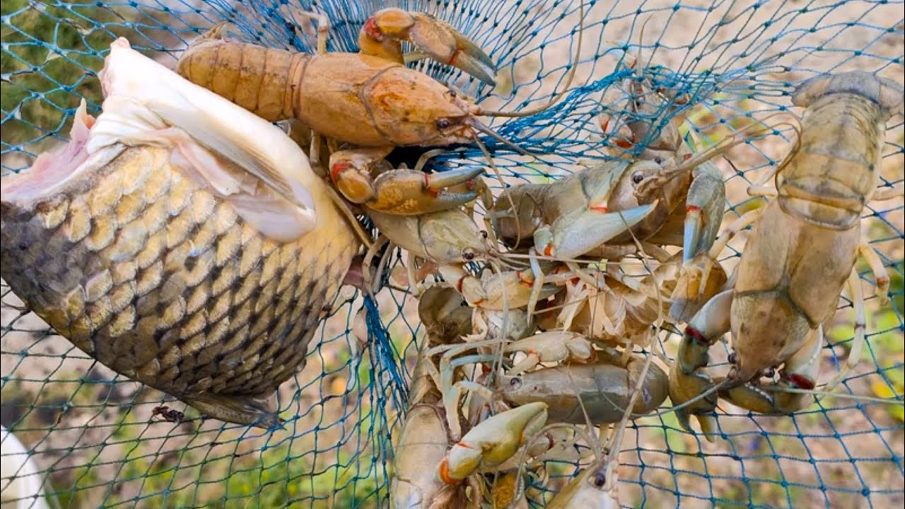 Riverina Yabbying Adventure: I caught Yabbies In This Dirty Water - YouTube