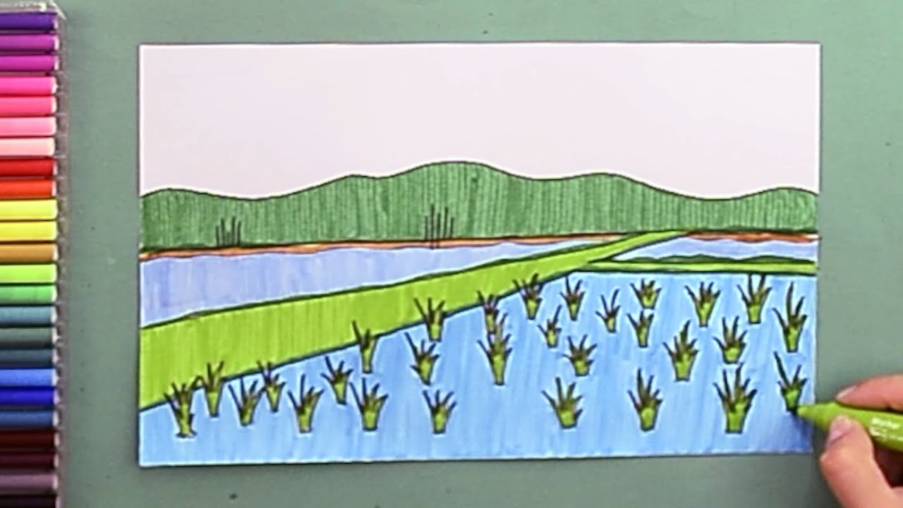 Rice Farm Drawing