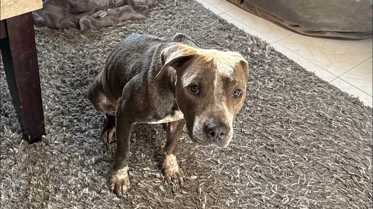 Scarlet’s Rescue Story: From the Streets to a Loving Home | GeoBeats ...