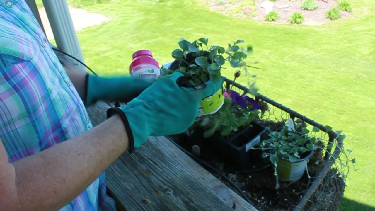 Planting the hay racks for 2019 - YouTube