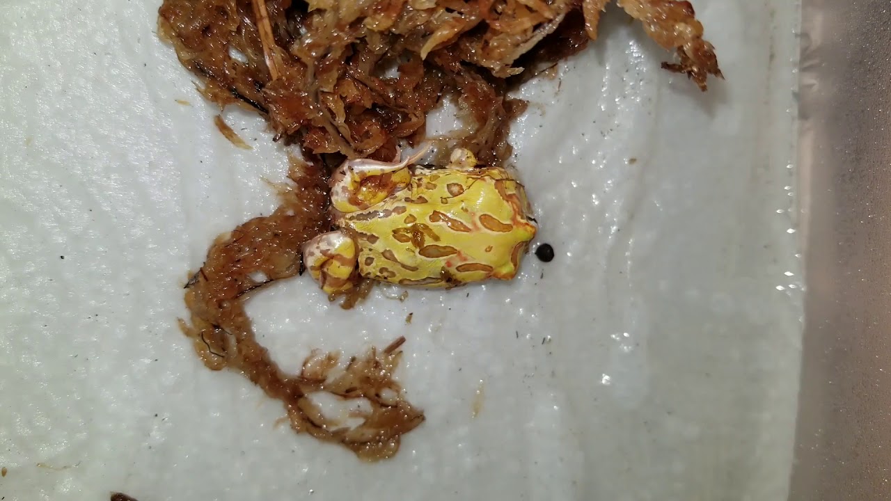 Albino pacman frog arrived dead with parasites 😭😭😭 - YouTube