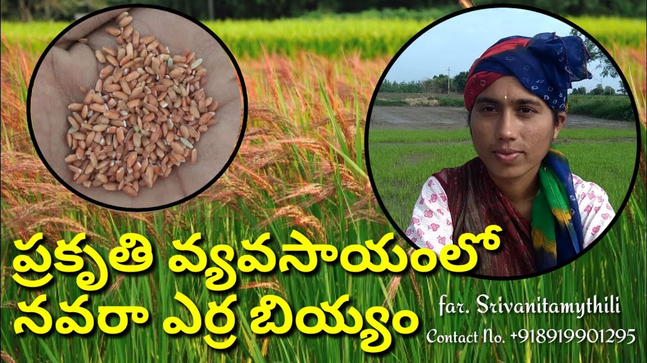 Navara,Desi seeds,red Rice in haripuram👩‍🌾..8919901295 - YouTube