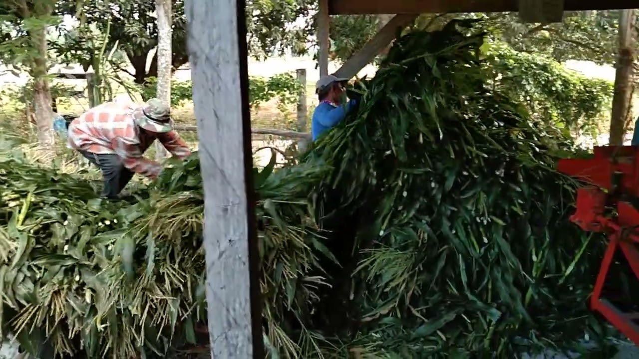 Chopping of Corn Stalks for Silage @ ROGER AUSTRIA FARM or GOAT FARM ...