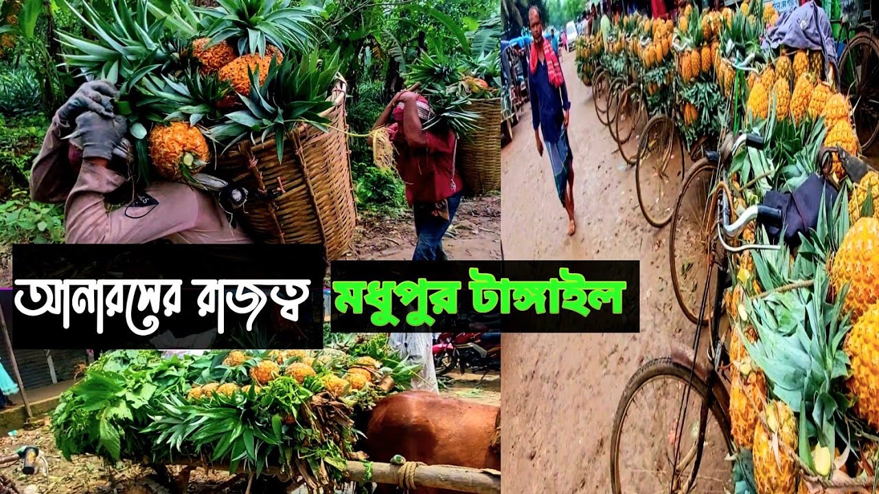 দেশসেরা সুস্বাদু আনারস ও তার ঐতিহ্য ইতিহাস|মধুপুর, টাঙ্গাইল Pineapple ...