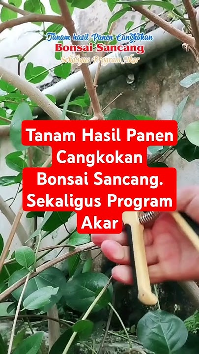 Tanam Hasil Cangkokan Bonsai Sancang Sekaligus Program Akar - YouTube