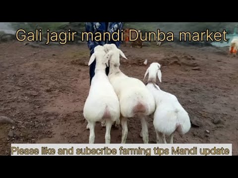Gali jagir Dunba market 2024 today Mandi update Turki dunba, - YouTube