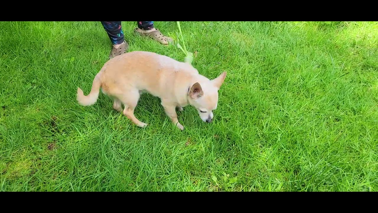 Foster dog Dragon - YouTube