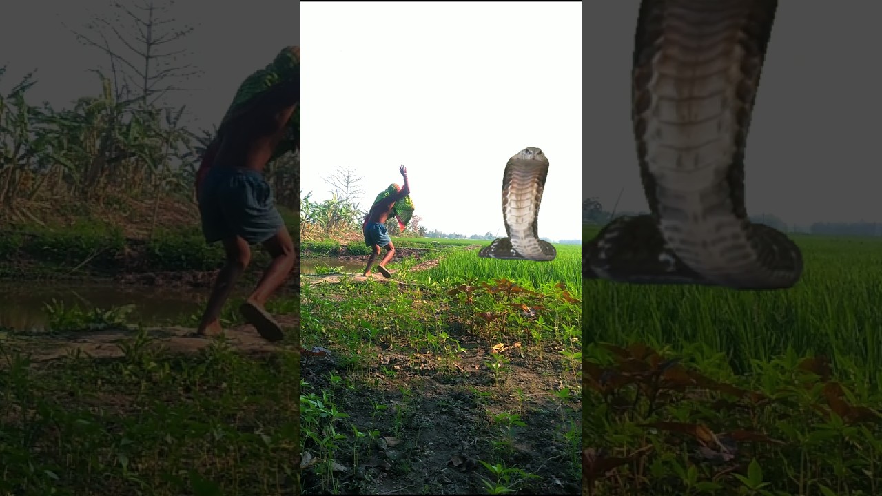 dhan, path, digit #snake aya #hara hara #shambhu #ji bachalo - YouTube
