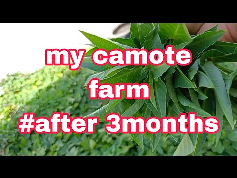 my kamote farm after 3months - YouTube