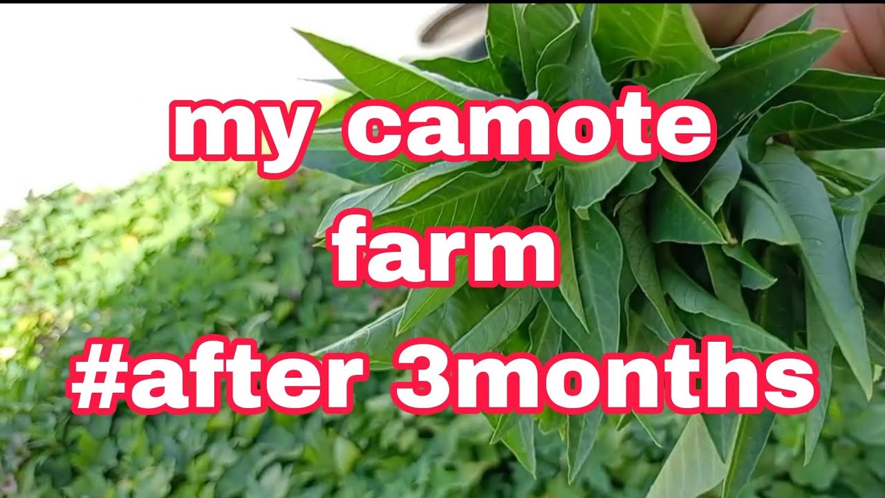 my kamote farm after 3months - YouTube