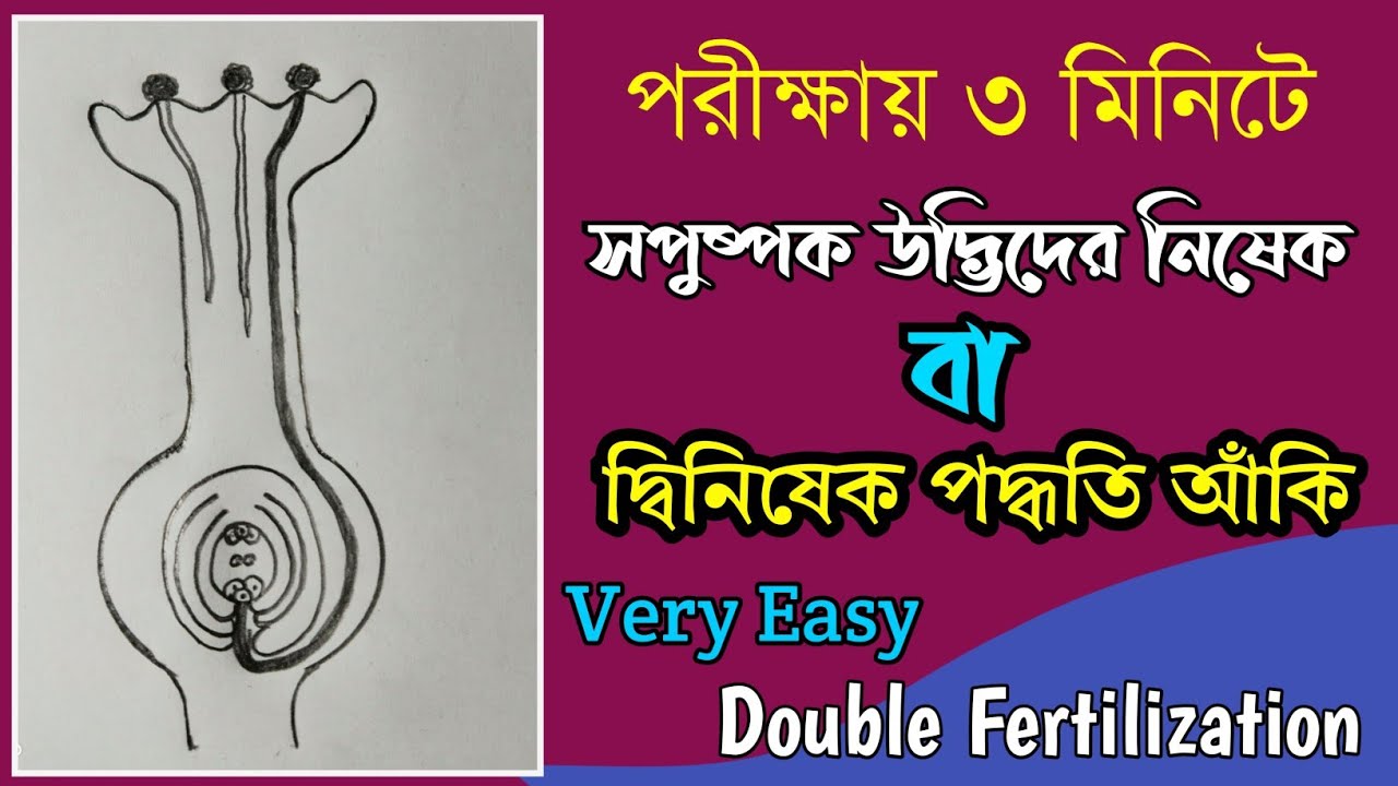 How to Draw Process of Fertilization Easily in Step by Step । How to ...