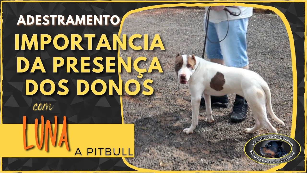 LUNA - Pitbull - Importancia da Participação dos donos - YouTube