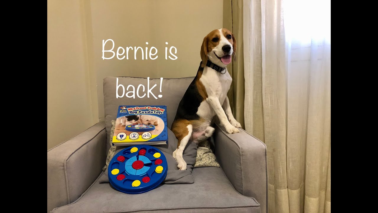 Our Beagle plays with a DOG PUZZLE to find Treats! | Brain Stimulation ...