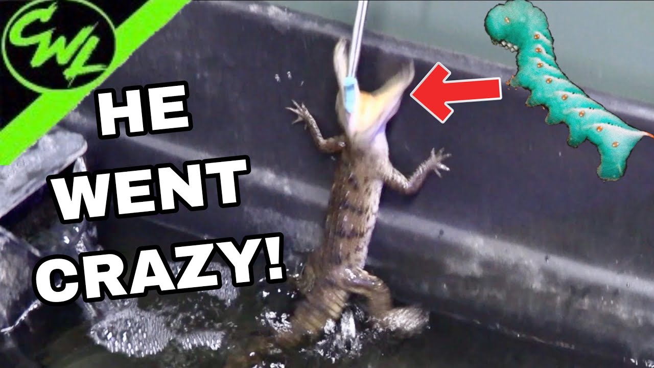 FEEDING MY CROCODILE BLUE WORMS!!! - YouTube