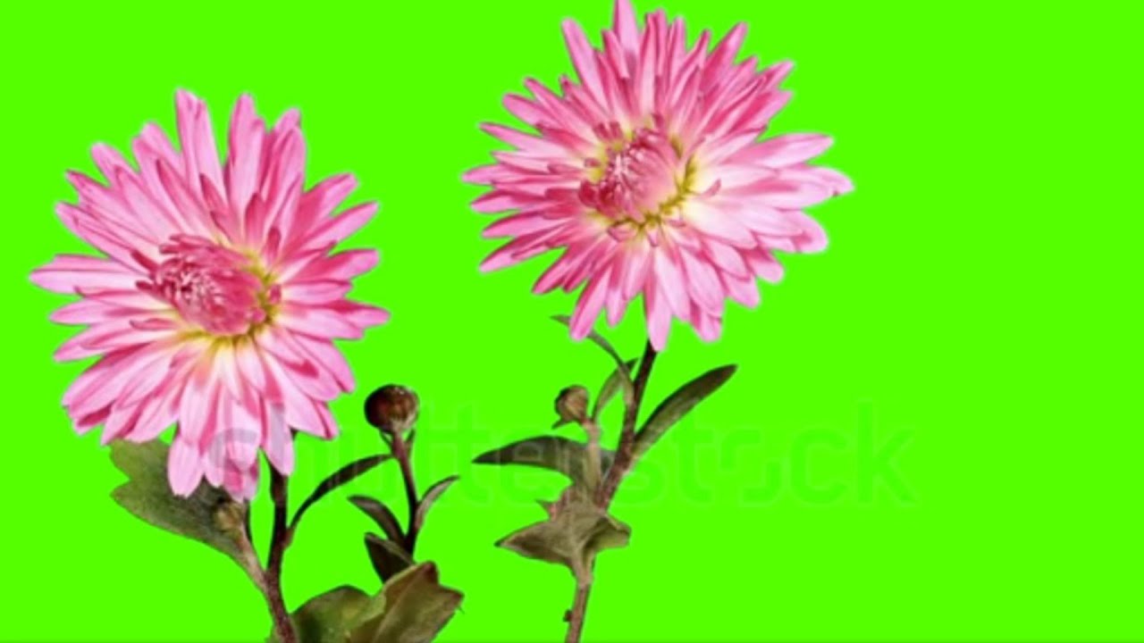 Flowers green screen effects/flowers animation video. - YouTube