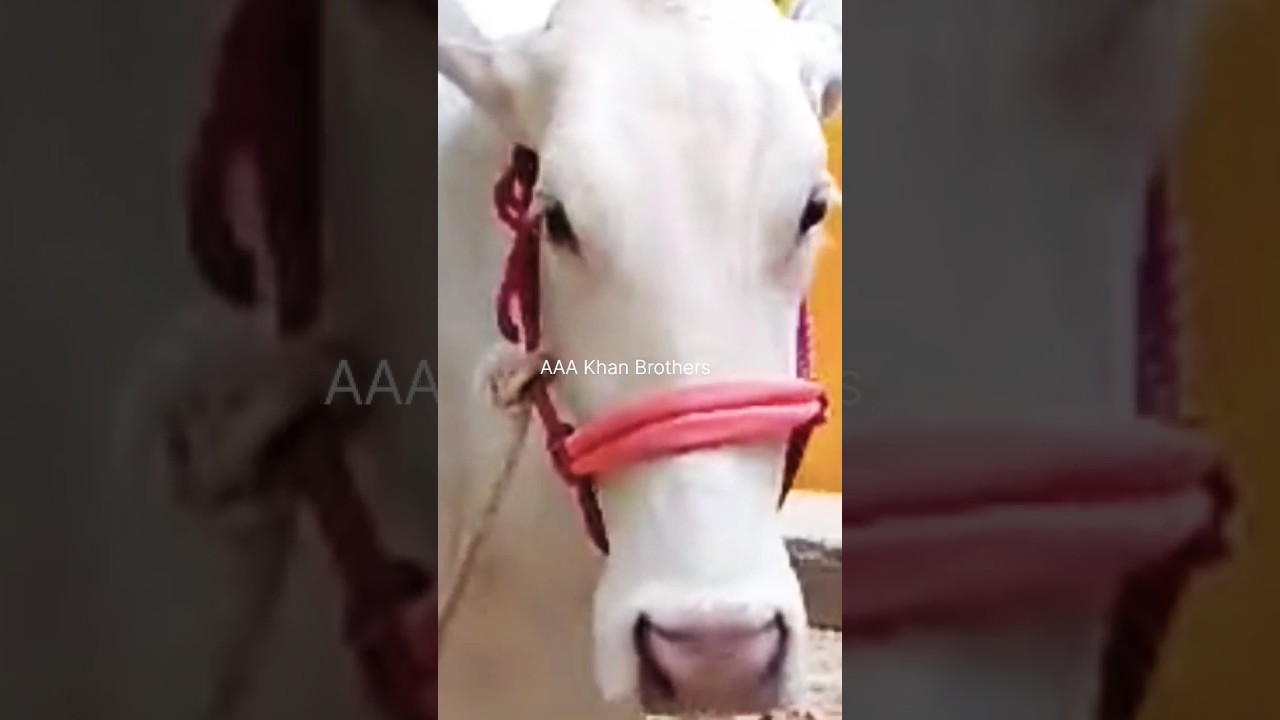 Dhanni the cow #cow #dhanni#qurbanicollection #qurbanistatus # ...