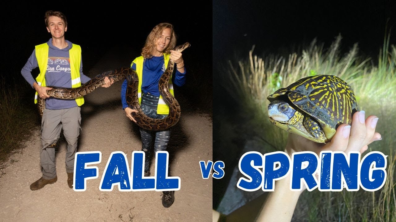 Fall vs Spring in the Everglades - YouTube