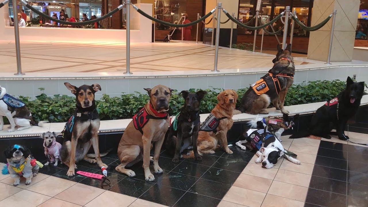 Service dog meetup! 🐕‍🦺 - YouTube
