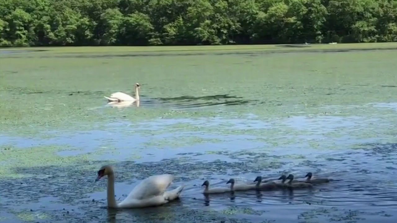 Family of wild swans - YouTube