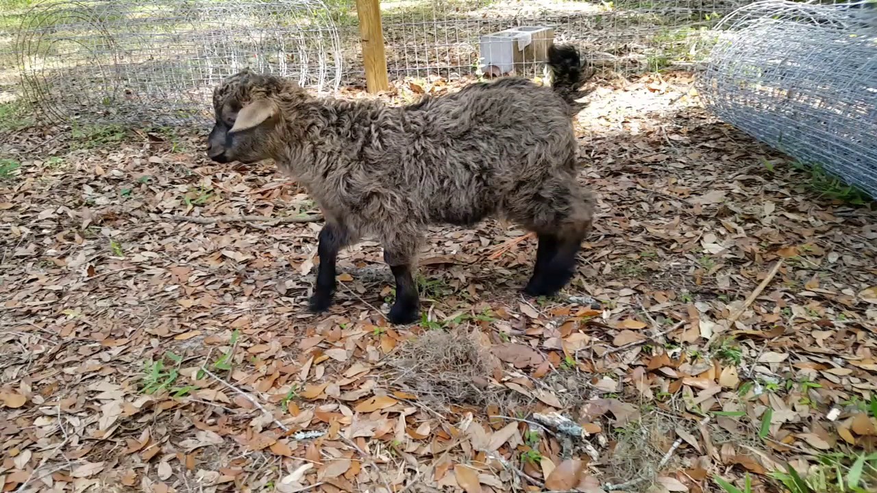 How to tell if a sheep is a false sheep - YouTube