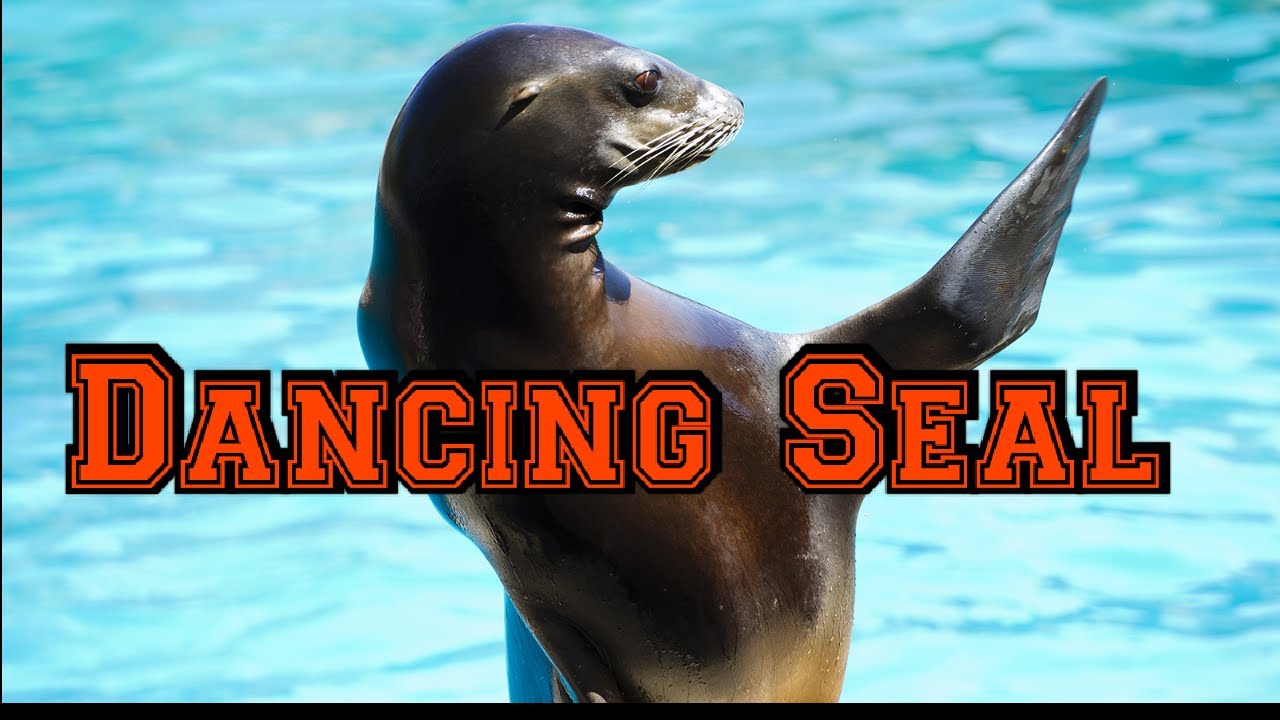 Seal Show | Seal Dance | Dubai Dolphinarium - YouTube