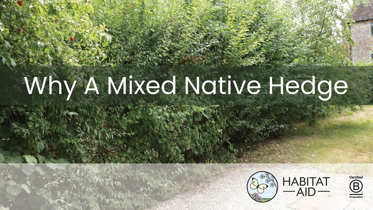 Why you should plant a native hedge. They're easy to establish, and ...
