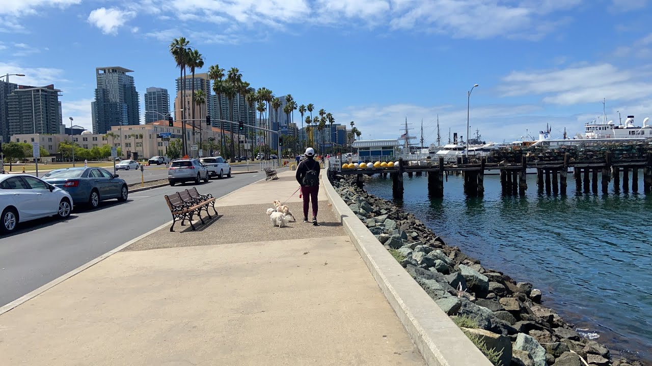 Dog stream: morning walk @ San Diego bay - YouTube