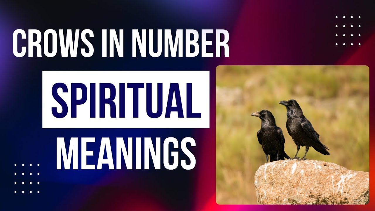 Number of Crows Meaning | What 1 to 9 Crows Really Mean Spiritually? # ...