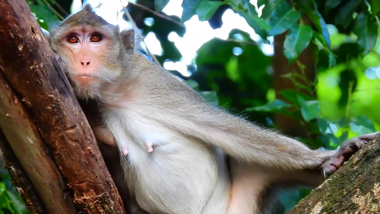 Pregnant Monkey Anna What Looking For - YouTube