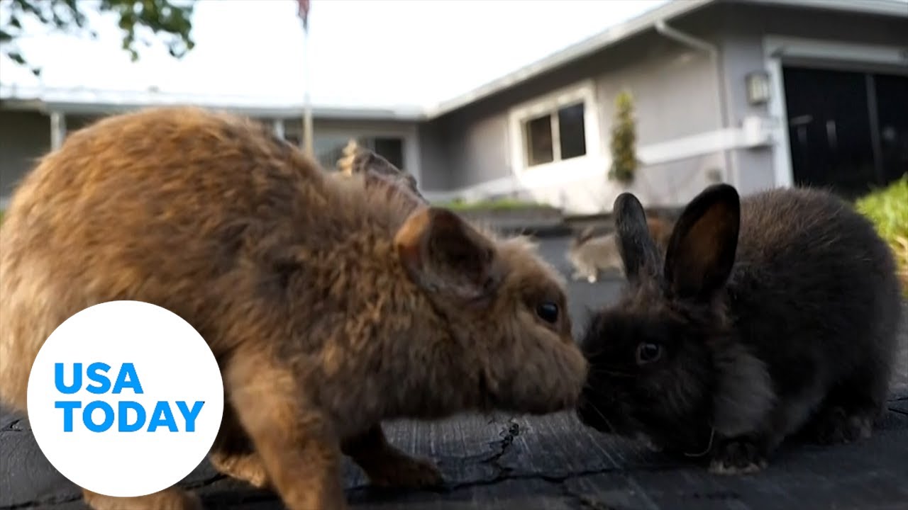 Domestic rabbits taking over town: 'They started multiplying' | USA ...