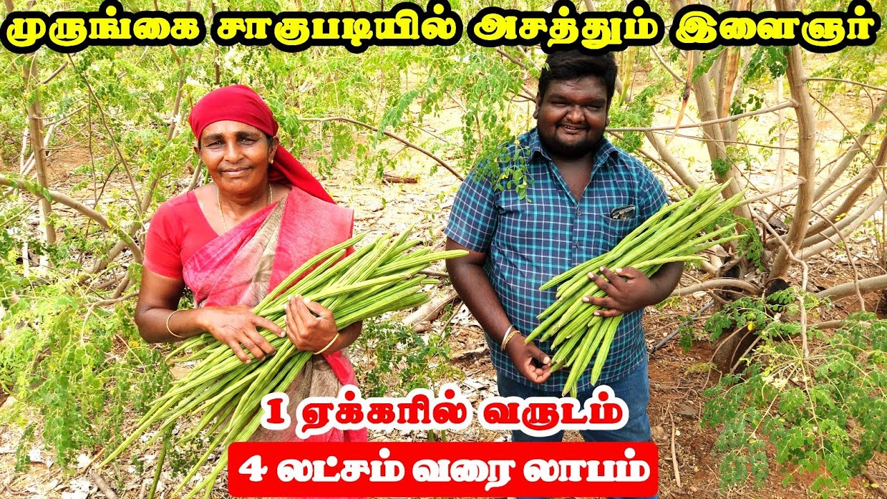 வறட்சியிலும் செழிப்பான லாபம் தரும் முருங்கை | Karumbu Murungai ...