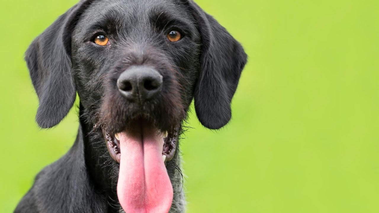 Understanding Your Dog's Vocalizations and Barking Tendencies - A Guide ...