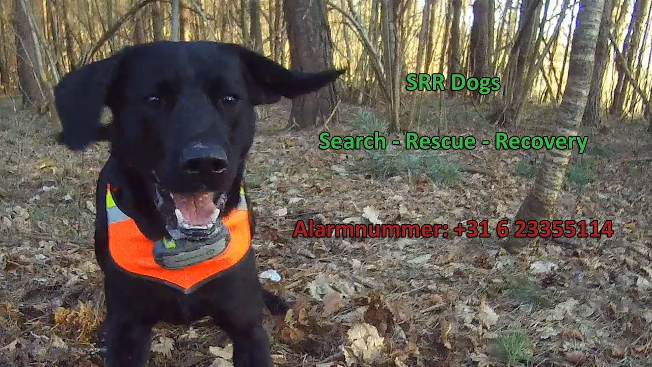SRR Dogs training 9 3 2025 - YouTube