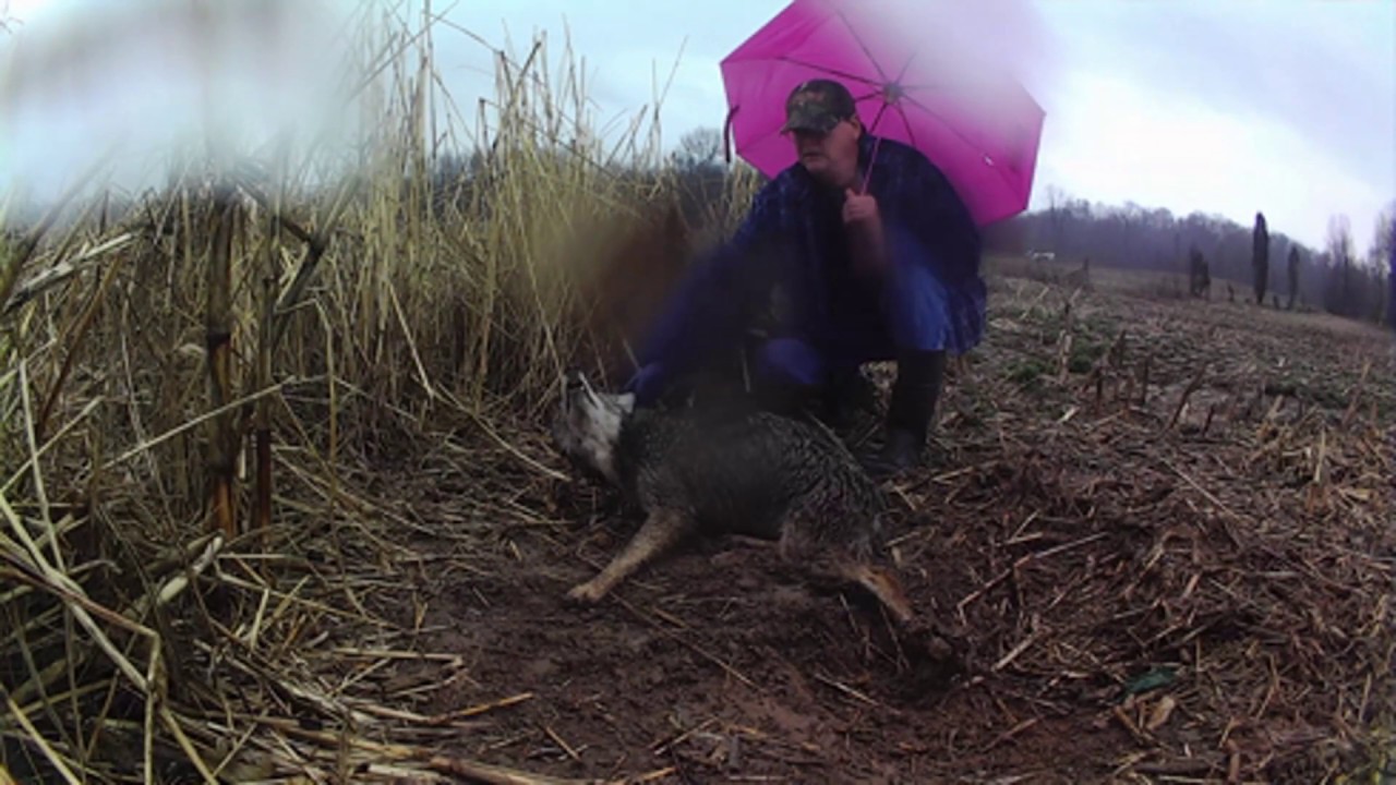 Blind set coyote trapping. 3rd Coyote in this catch circle. - YouTube