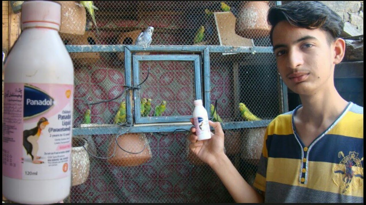 Best Medicine For BIrds For All Problem - YouTube