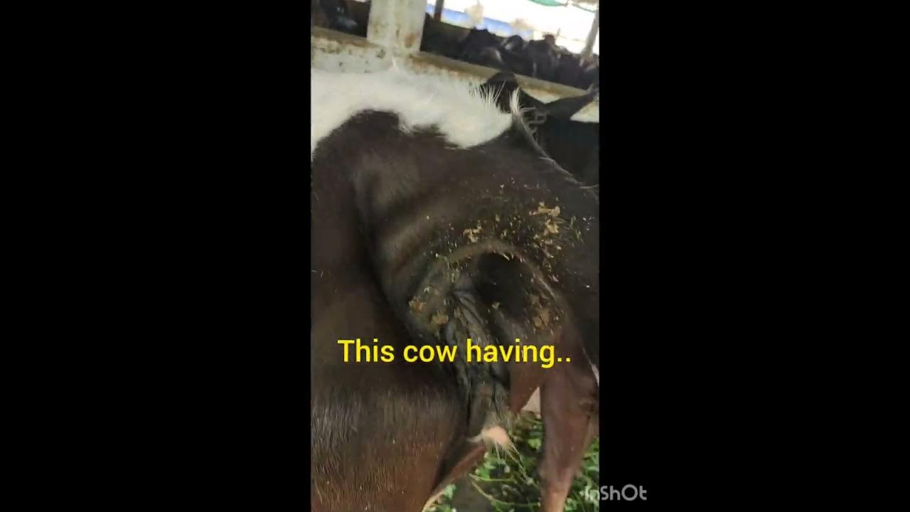 Cystic Ovarian Degeneration Sterility Hump In Cow Repeat Breeding Gynaecological Problem