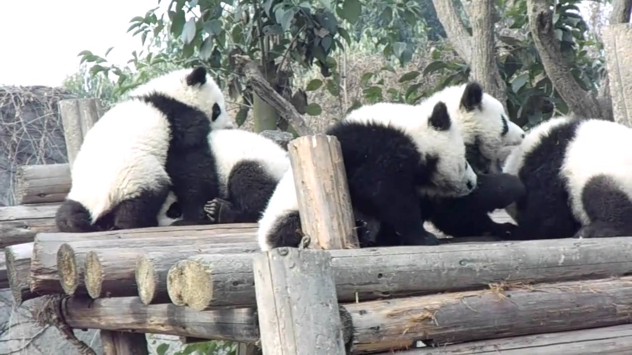 Baby Pandas Playing - YouTube