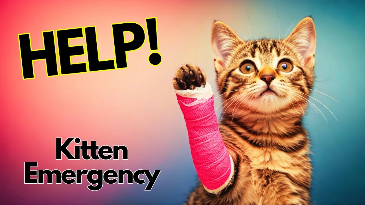 The Story of a Kitten with a BROKEN ARM | Animal Rescue - YouTube