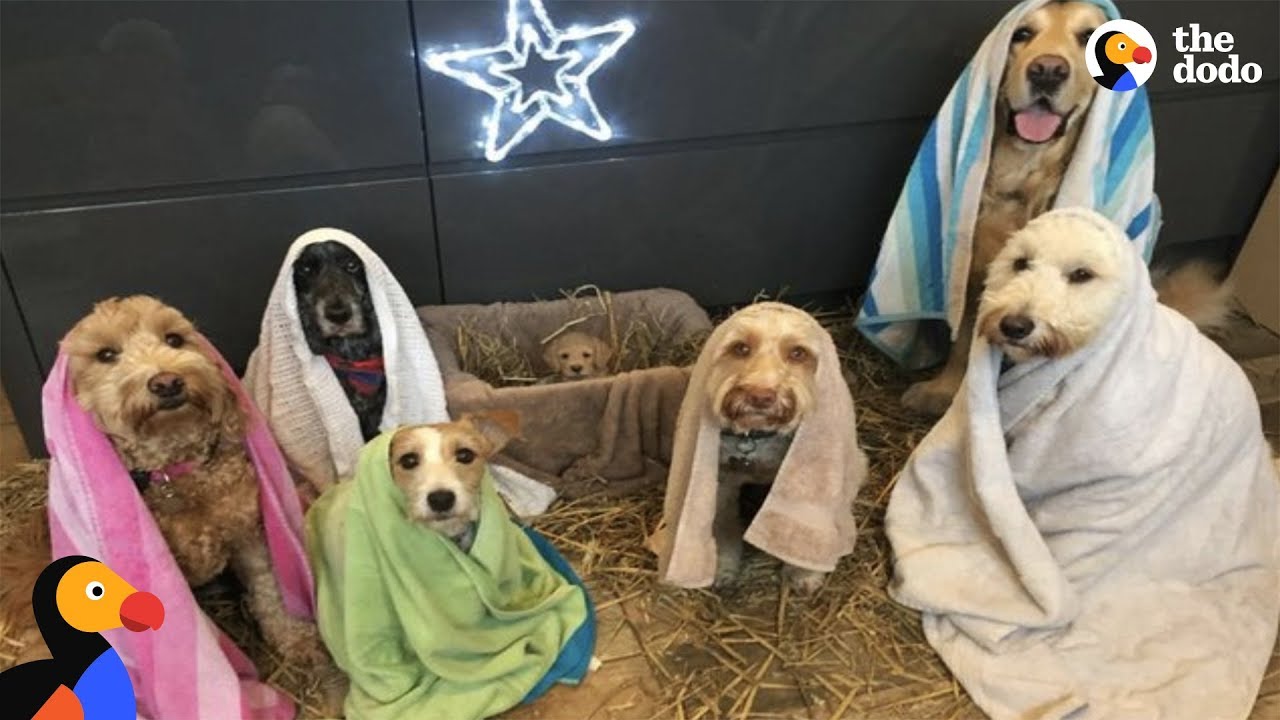 Dogs Who Are Obsessed With Christmas | The Dodo - YouTube