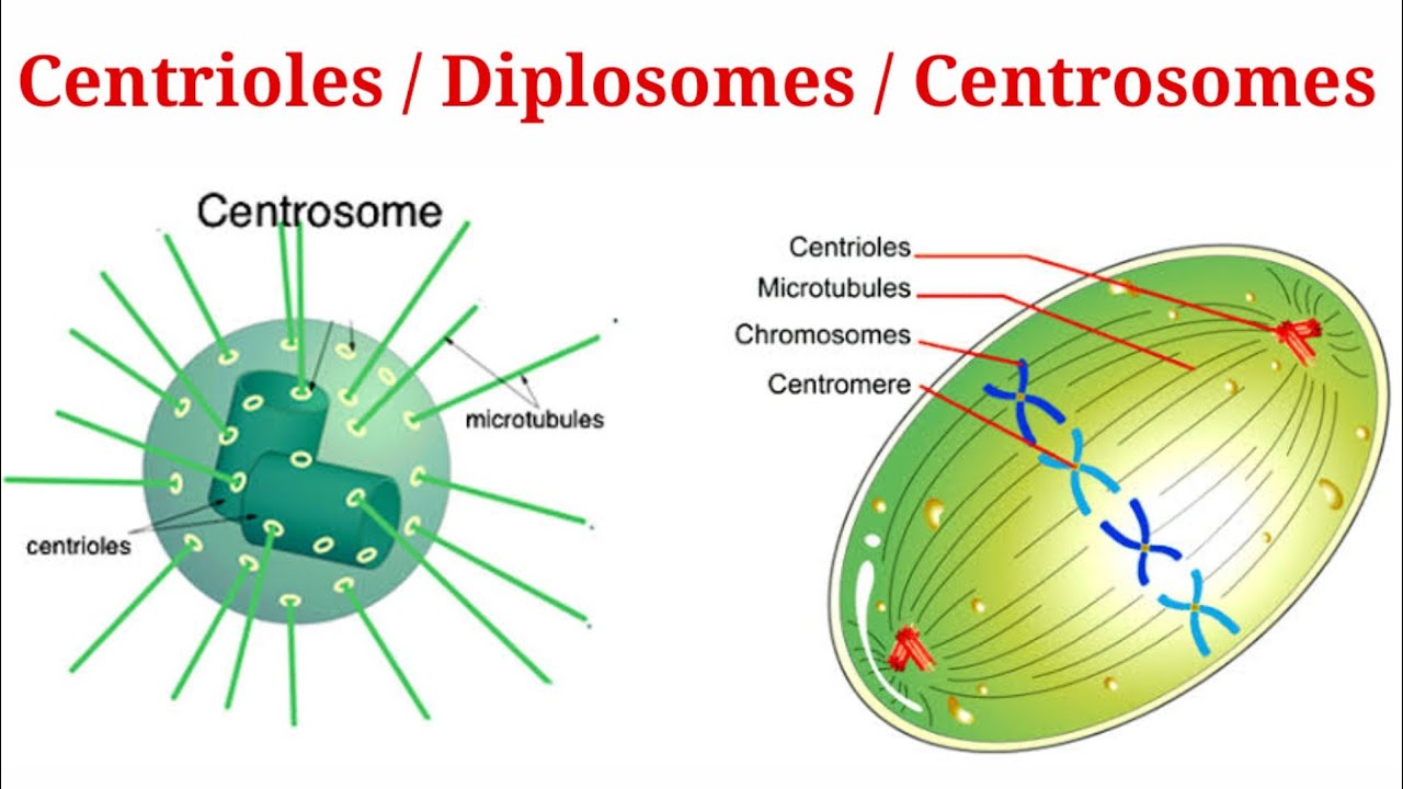 Centrioles Definition
